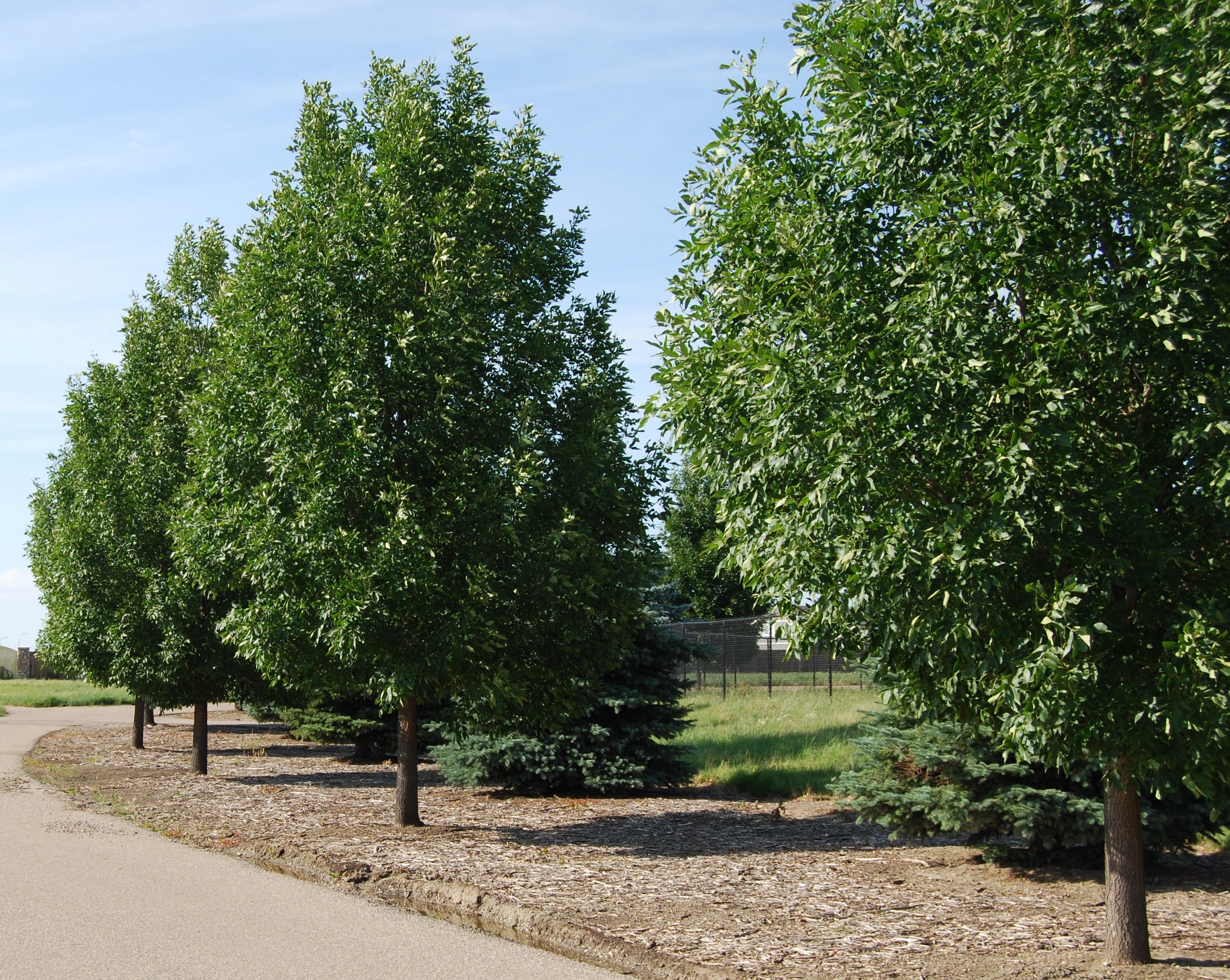 Foothills Green Ash – EVER GREEN ACRES TREE FARM