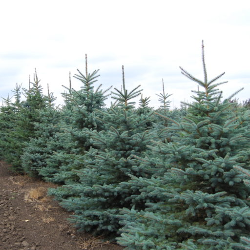 cropped-Colorado-Spruce-2.jpg – EVER GREEN ACRES TREE FARM